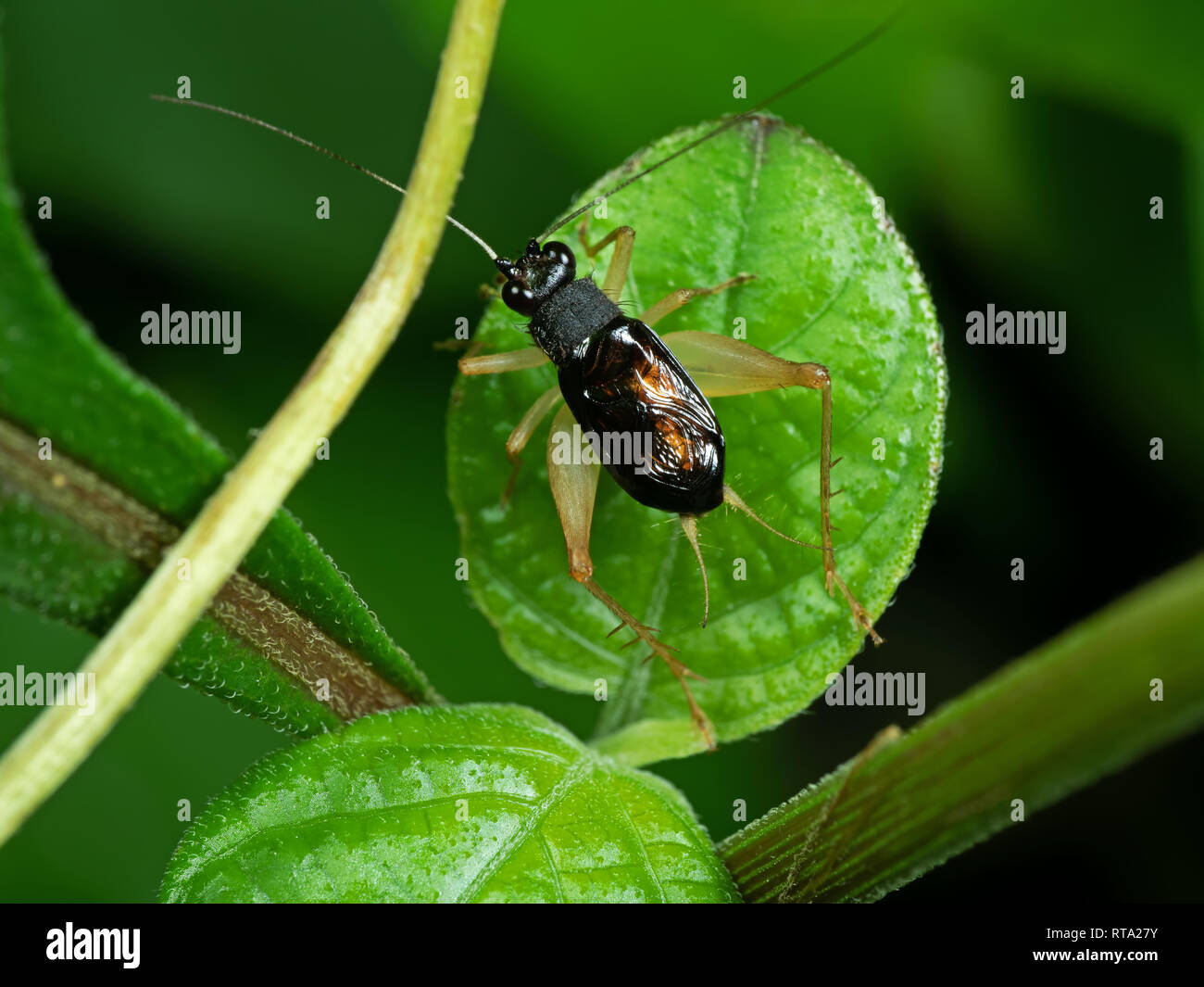 Macro Photography of Little Cricket on Green Leaf Stock Photo - Alamy