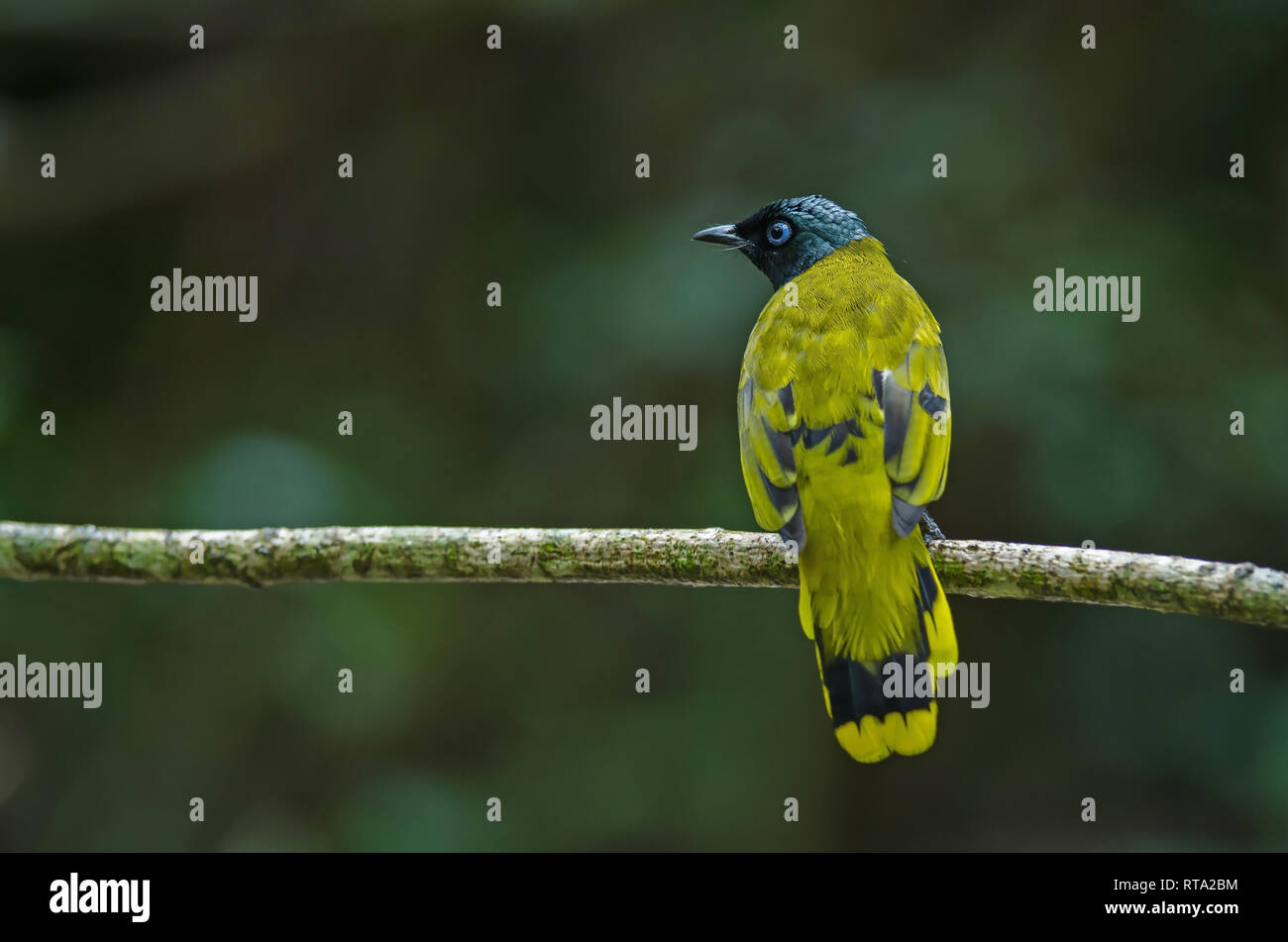 Black-headed Bulbul, Pycnonotus atriceps in nature Stock Photo - Alamy