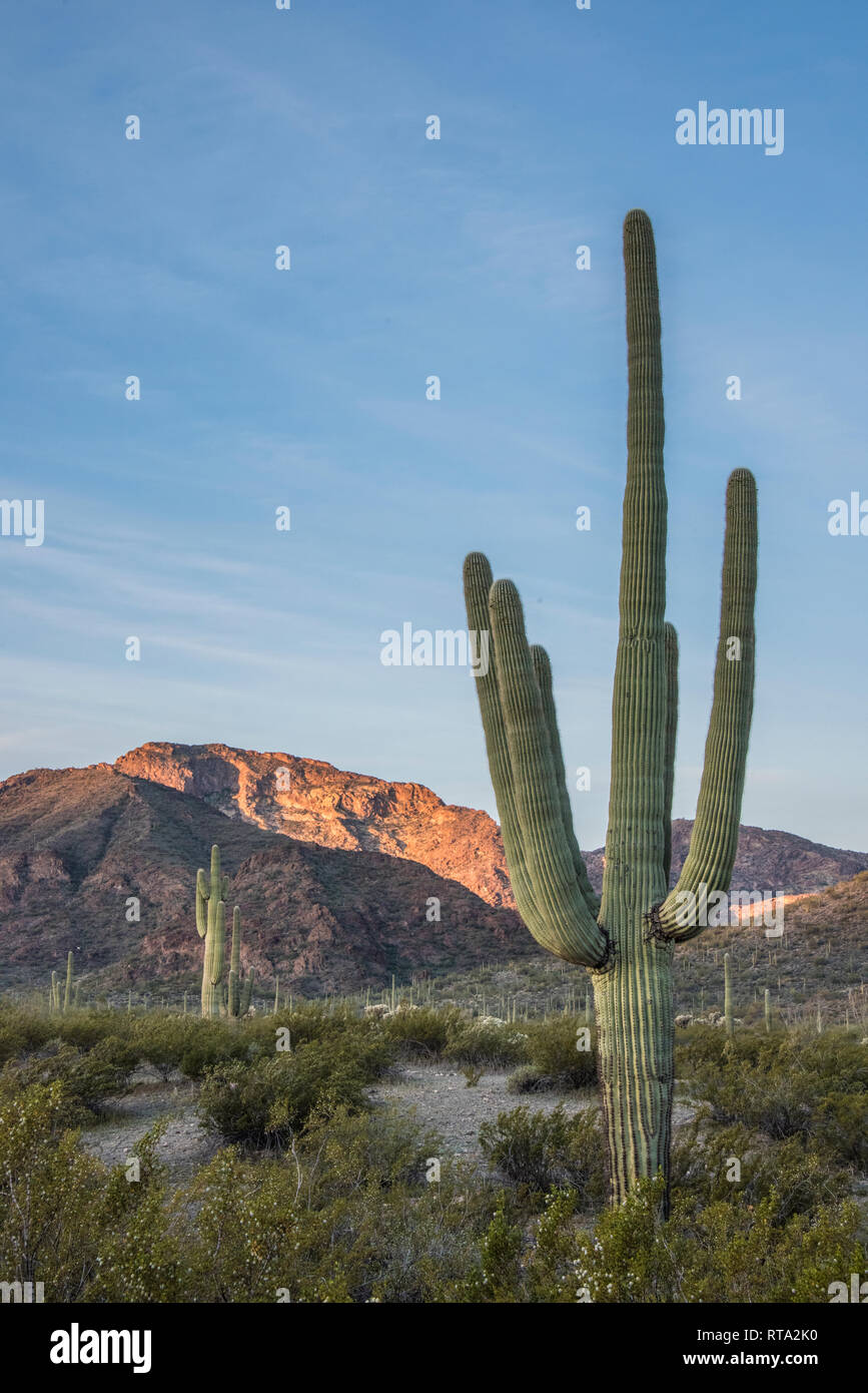 Scenic Landscape at Organ Pipe Cactus National Monument, South-central ...