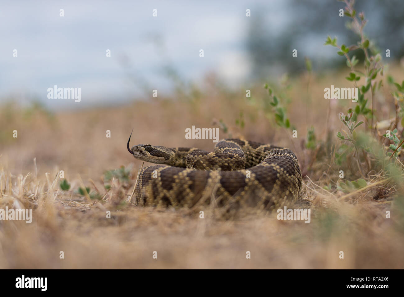 Ground rattlesnake hi-res stock photography and images - Alamy
