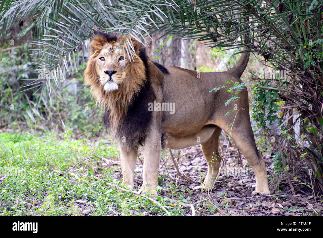 Male asiatic lion standing hi-res stock photography and images - Alamy