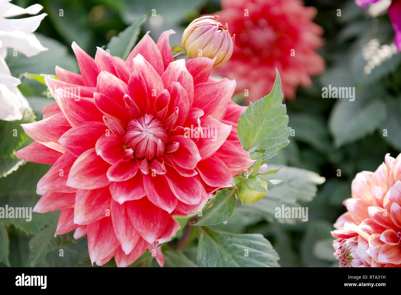 Red dahlia and bud hi-res stock photography and images - Alamy