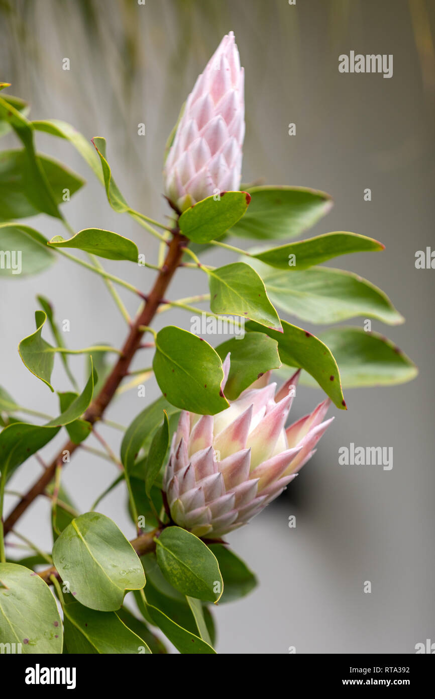 Bud of King protea or protea cynaroides the national flower of South ...