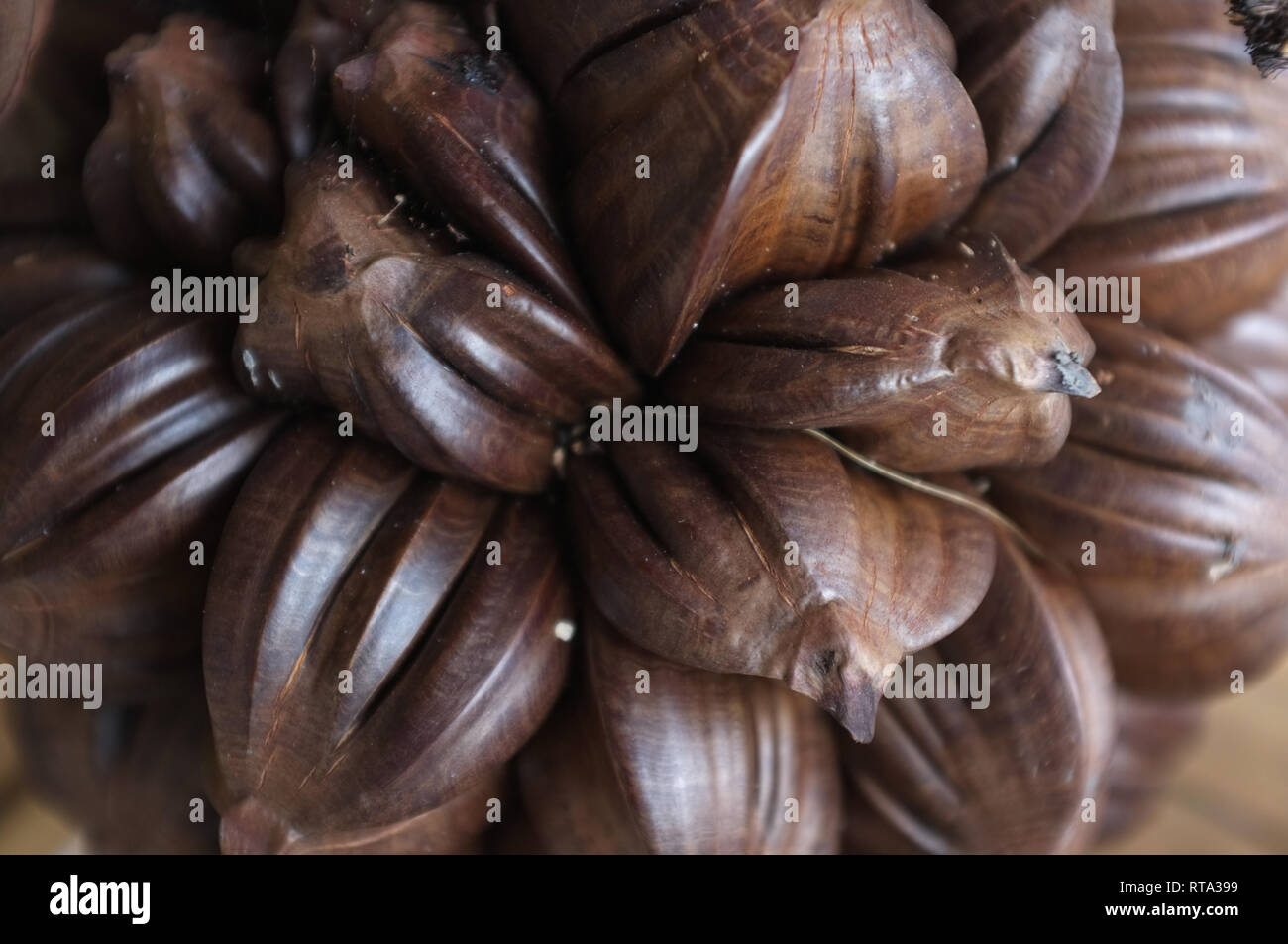 Nypa palm fruit in Thailand, close up of Nypa seed in nature Stock ...