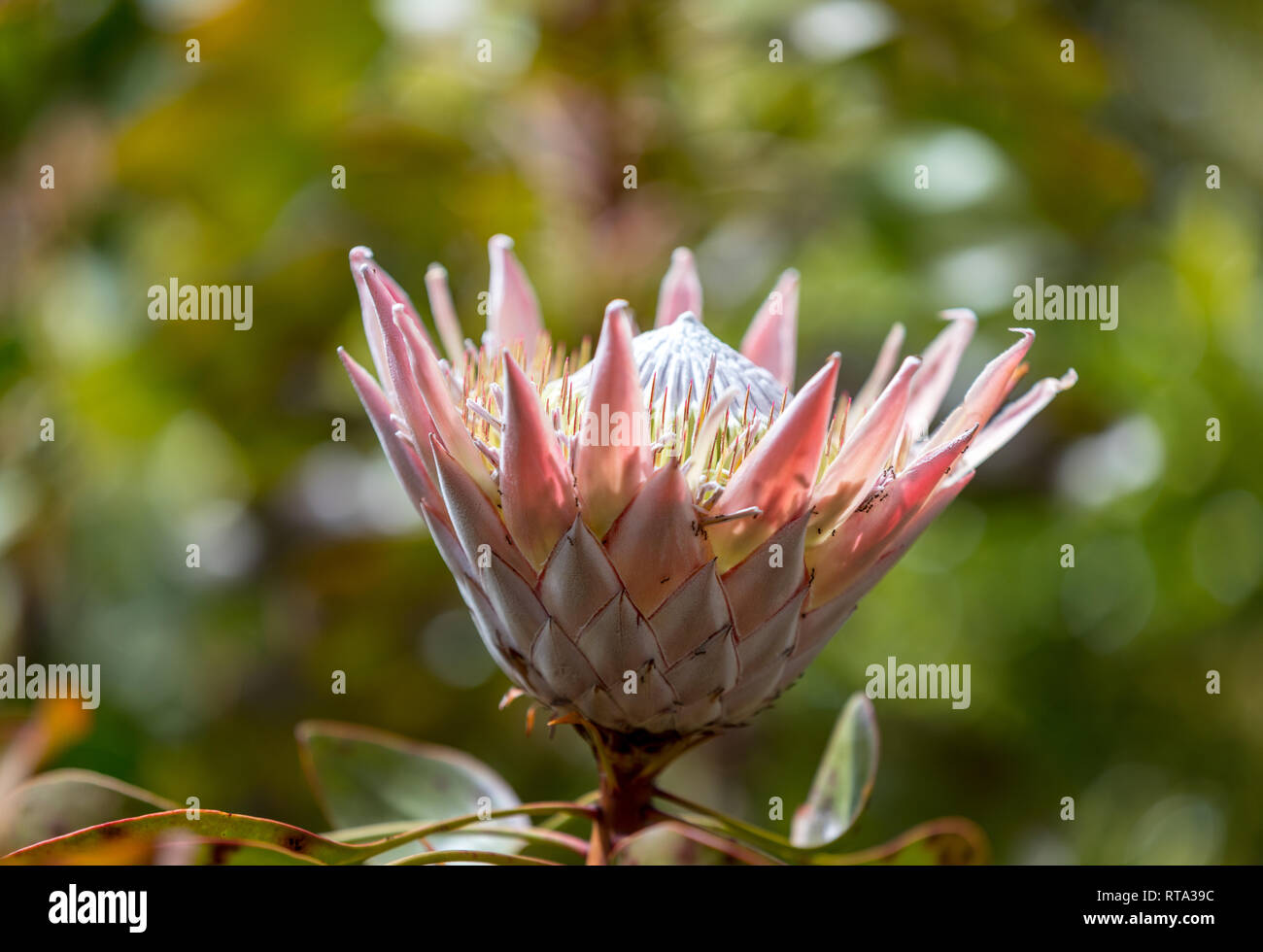 King protea or protea cynaroides the national flower of South Africa ...