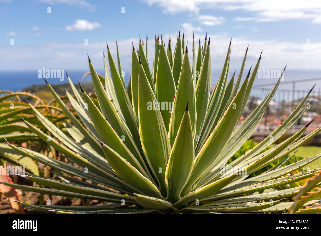 Green big leaves of Agave Succulent Plant Stock Photo - Alamy
