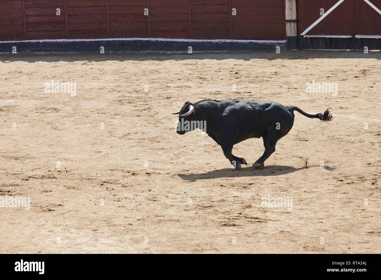 Fighting bull running in the arena. Bullring. Toro bravo. Spain Stock ...