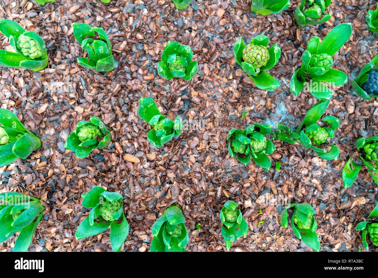 Green sprouts in the ground Stock Photo - Alamy