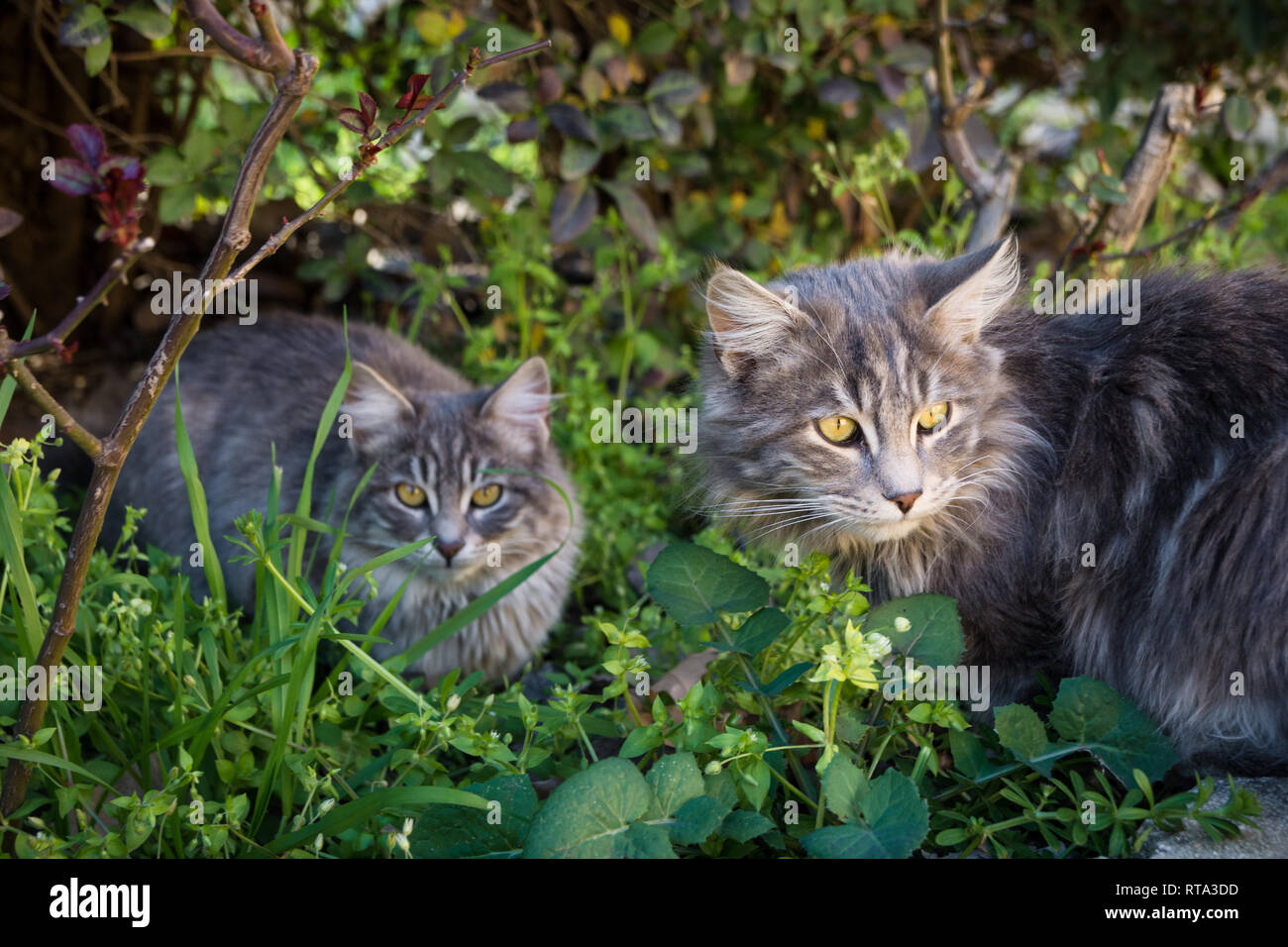 Outdoor look hi-res stock photography and images - Alamy