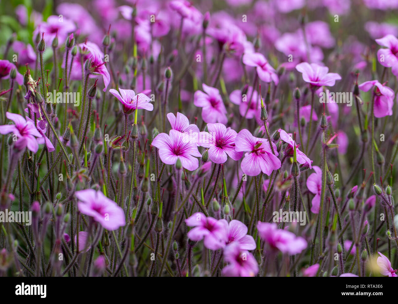 Matthiola maderensis is a flowering plant species of stock in the ...