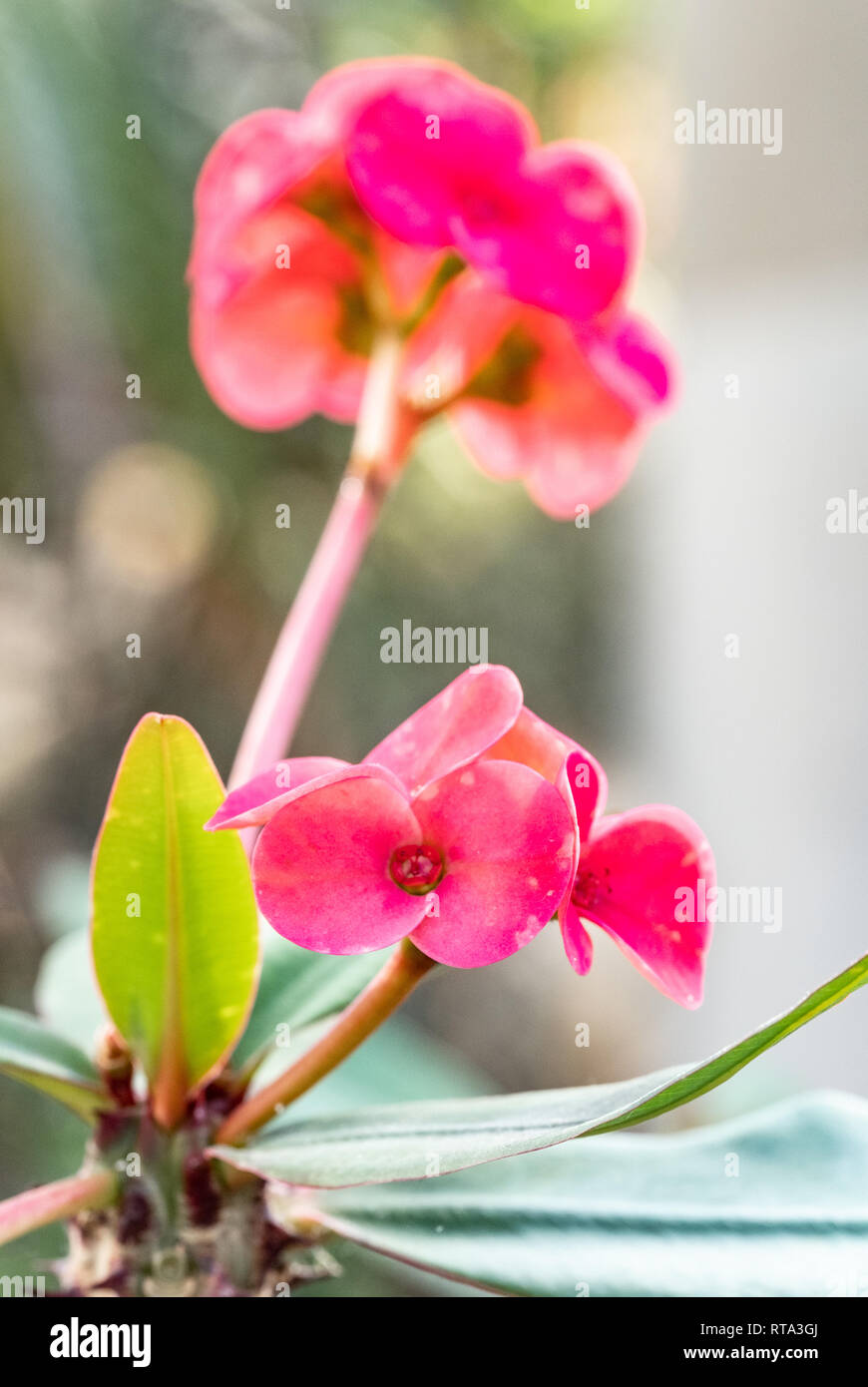 'Crown of Thorns' flower photographed in macro at Kew Gardens Stock ...