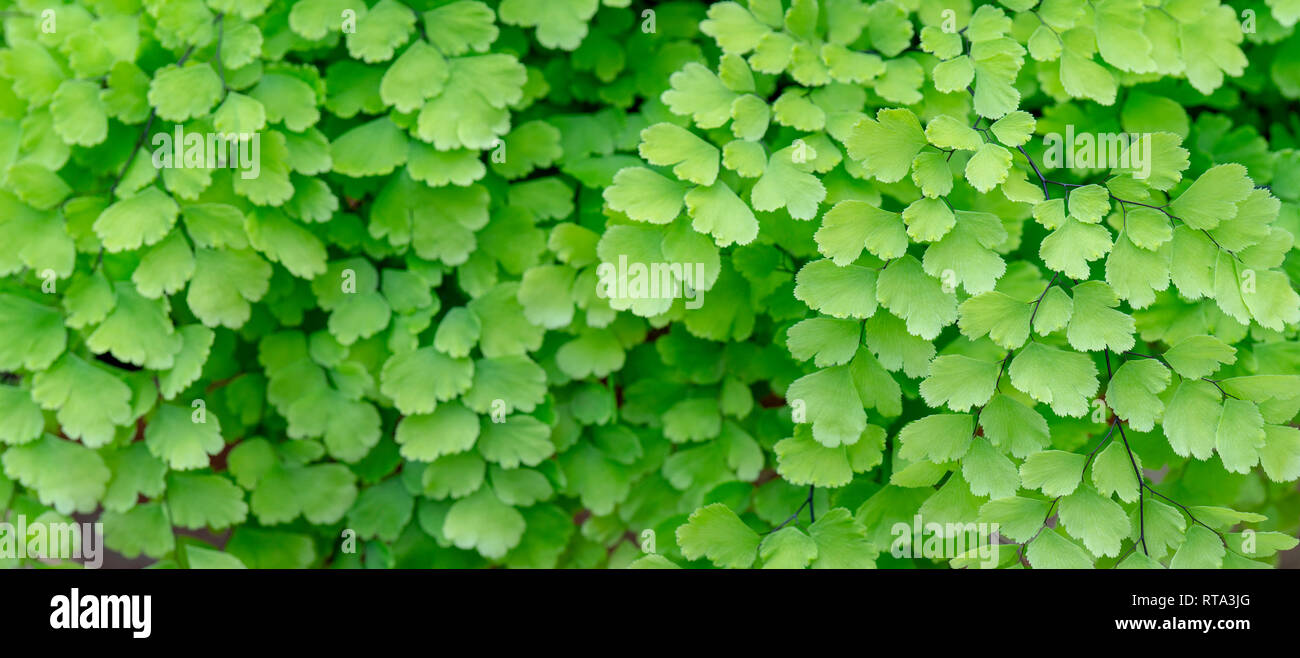 Texture of small green leaves Stock Photo - Alamy