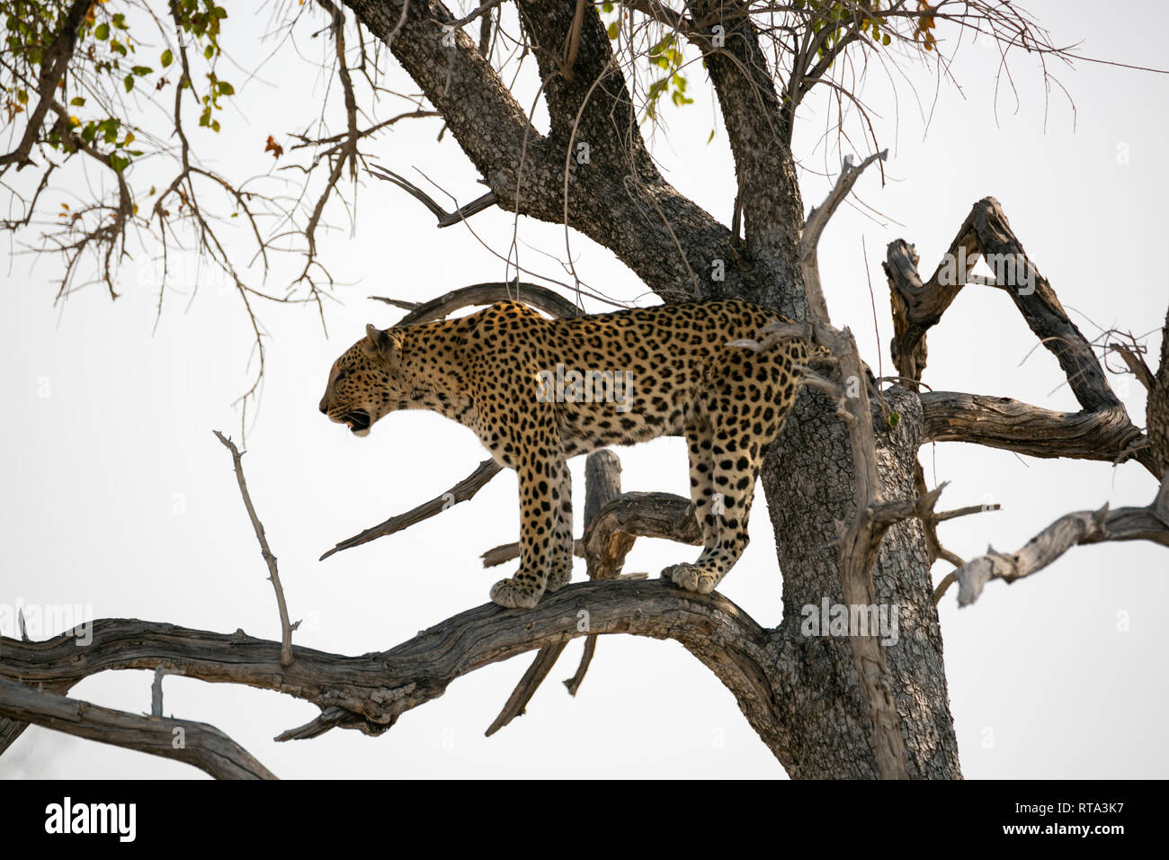 Cheetah in tree hi-res stock photography and images - Alamy