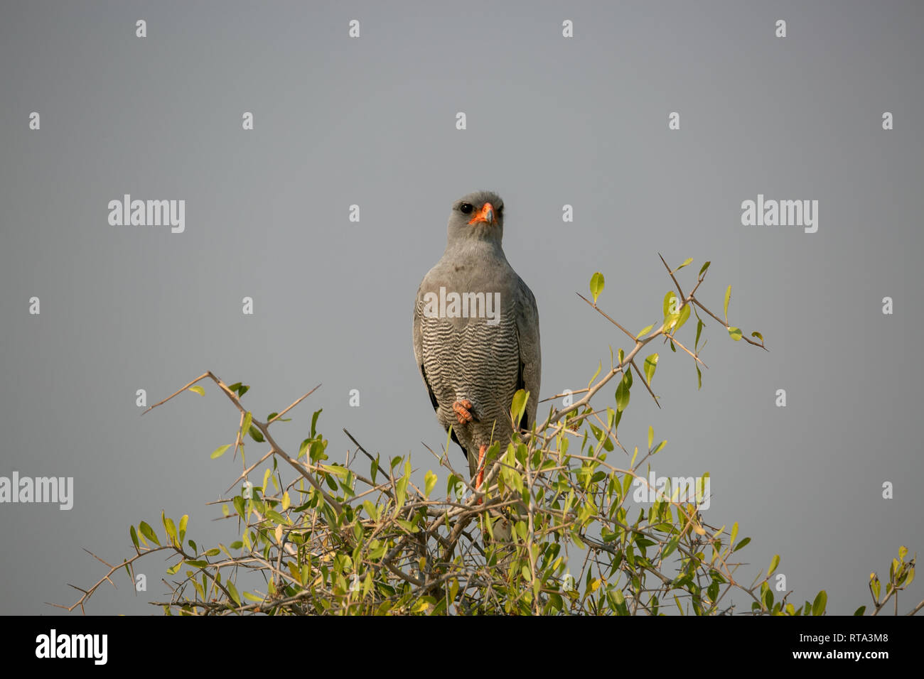 Spur fowl standing in tree hi-res stock photography and images - Alamy