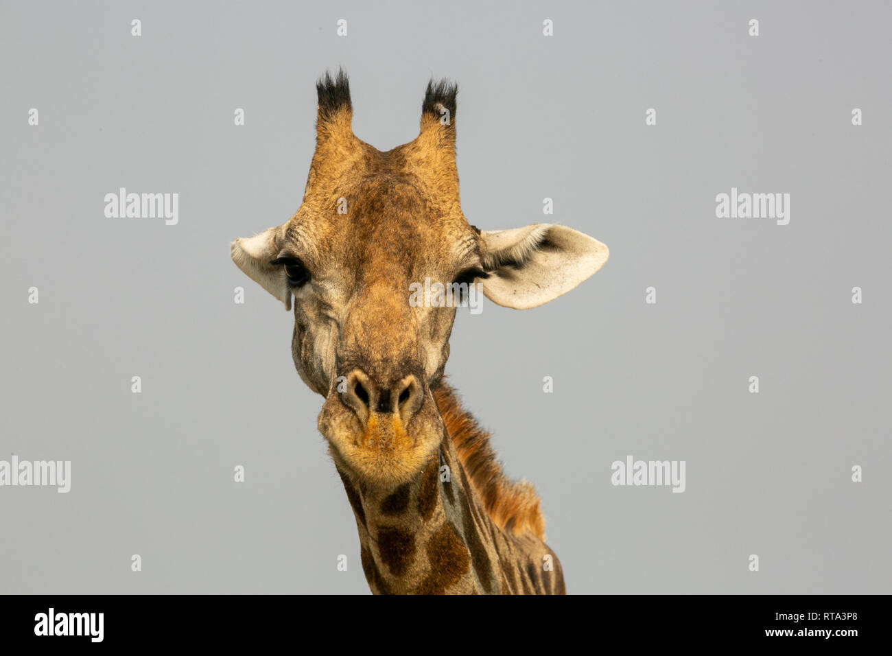 Giraffe head shot close up grey background Etosha National Park Namibia ...