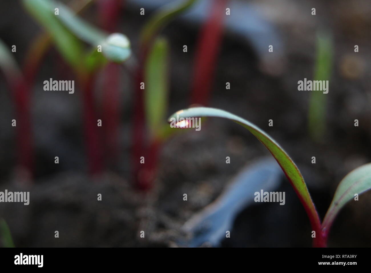 Beetroot seedling with water droplet Stock Photo - Alamy