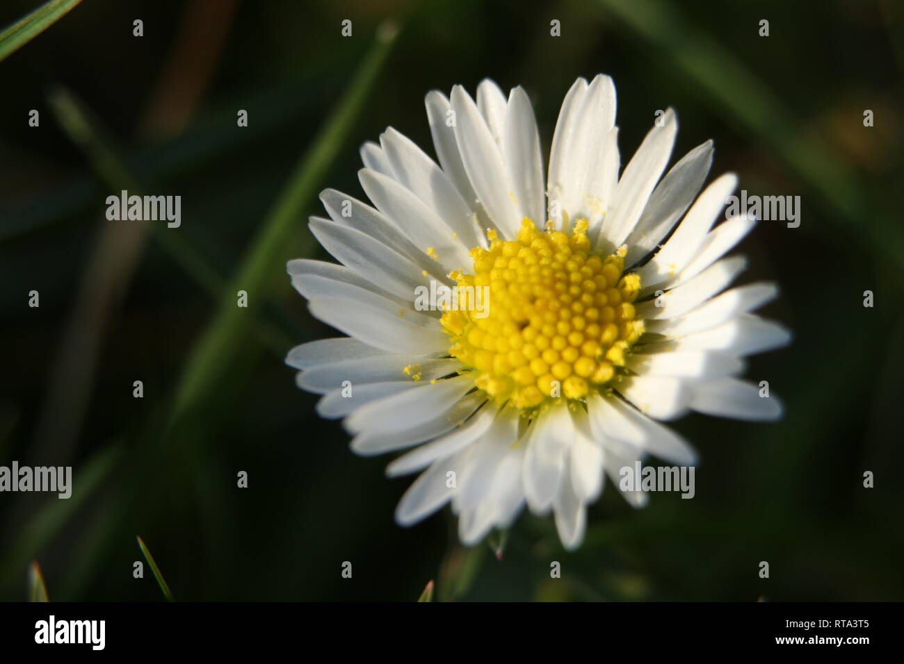 Daisy flower close up Stock Photo - Alamy