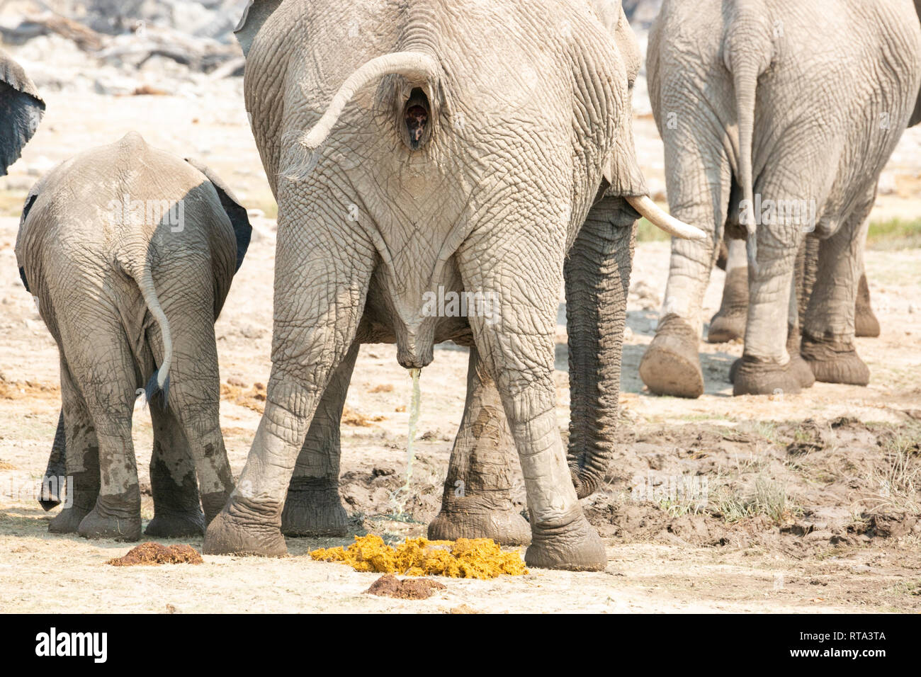 African elephant urinating toilet with calf Etosha National Park ...