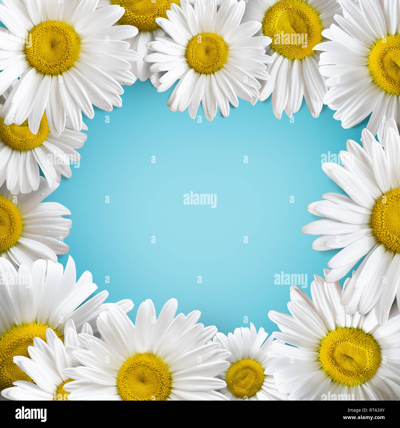 Bright sunny banner with camomile flowers on blue backdrop ...