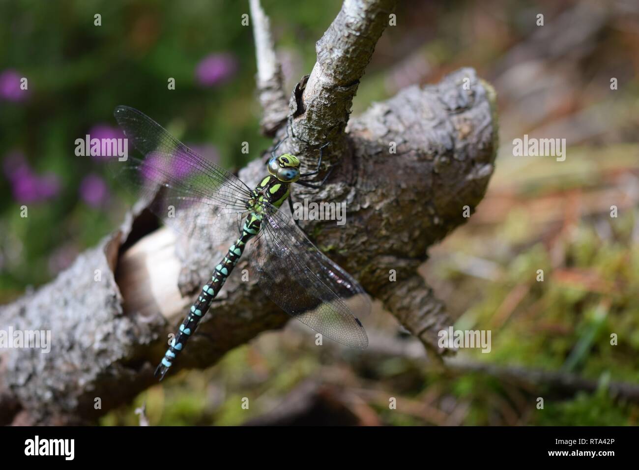 Common Hawker dragonfly on a log Stock Photo - Alamy