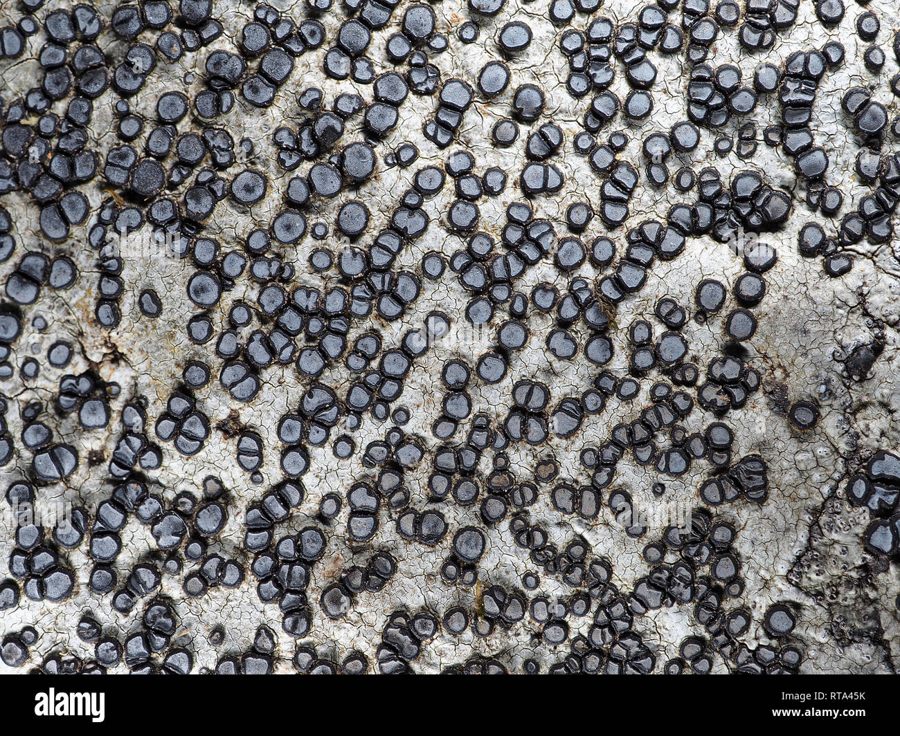 Porpidia carlottiana, disk-shaped lichen, on a rock in Washington state ...