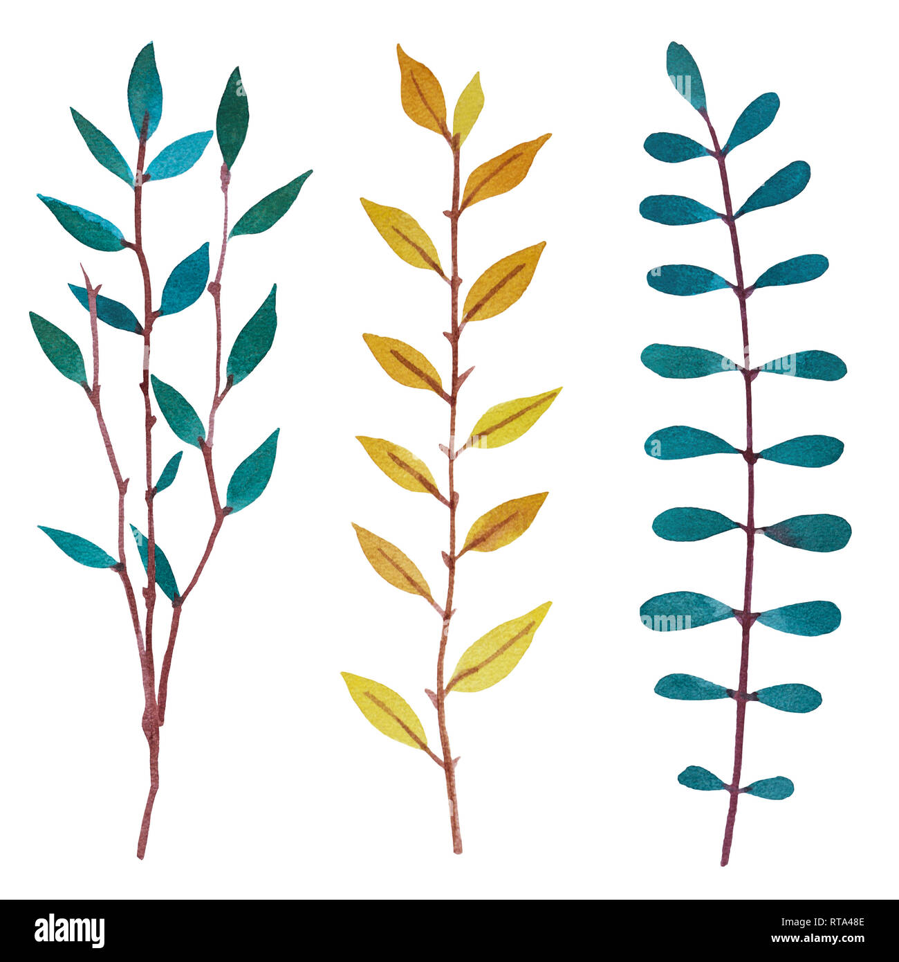 2d hand drawn botanical watercolor graphic elements. Colorful natural ...