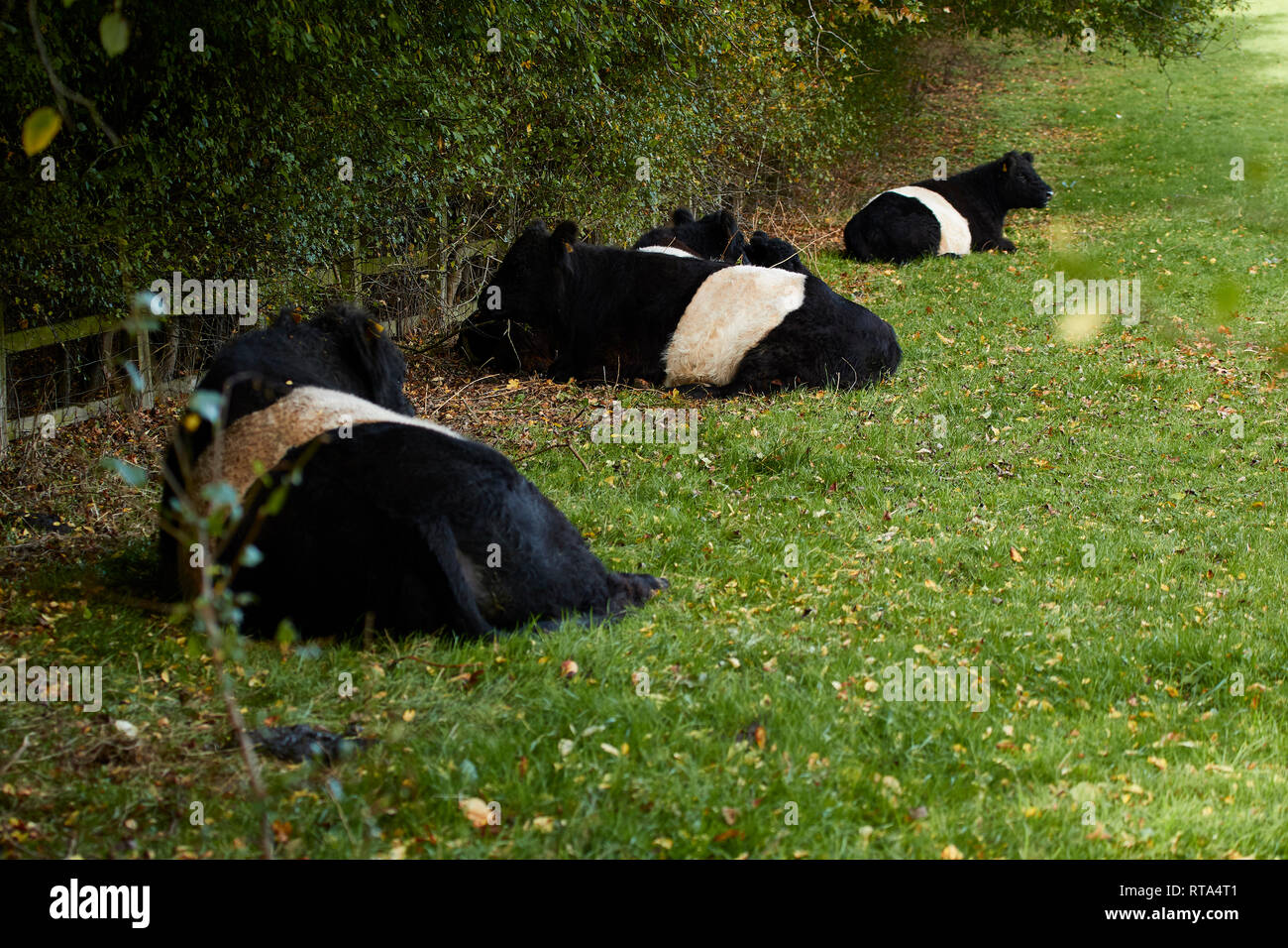 Oreo cows hi-res stock photography and images - Alamy