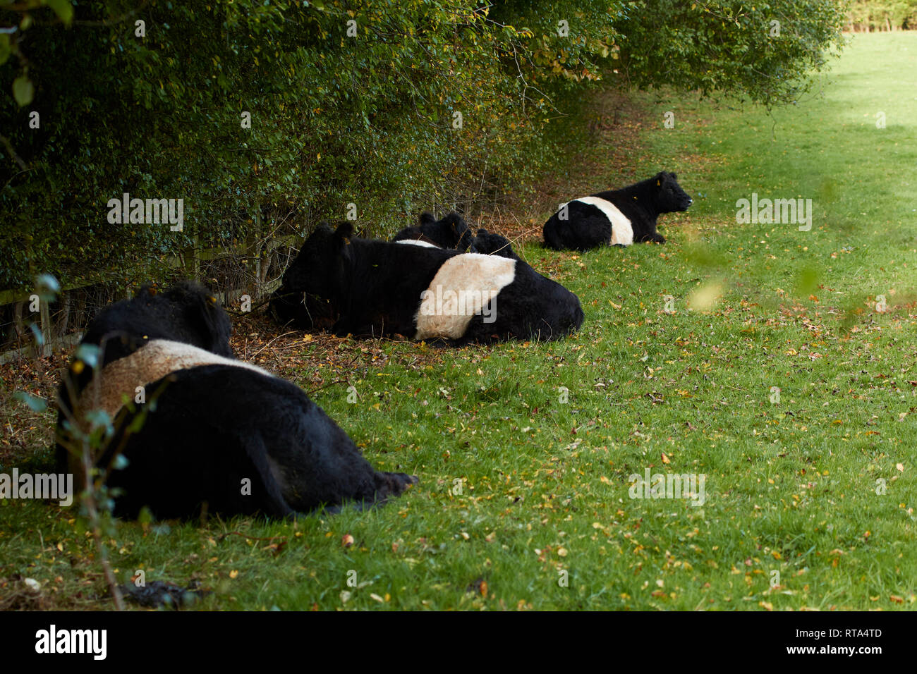 Oreo cows hi-res stock photography and images - Alamy