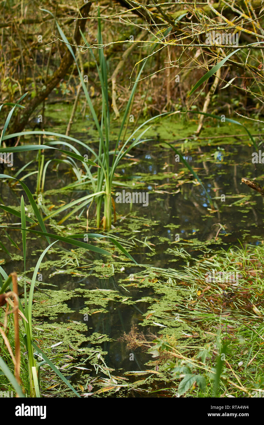 Reeds in a natural pond natural still life Stock Photo - Alamy