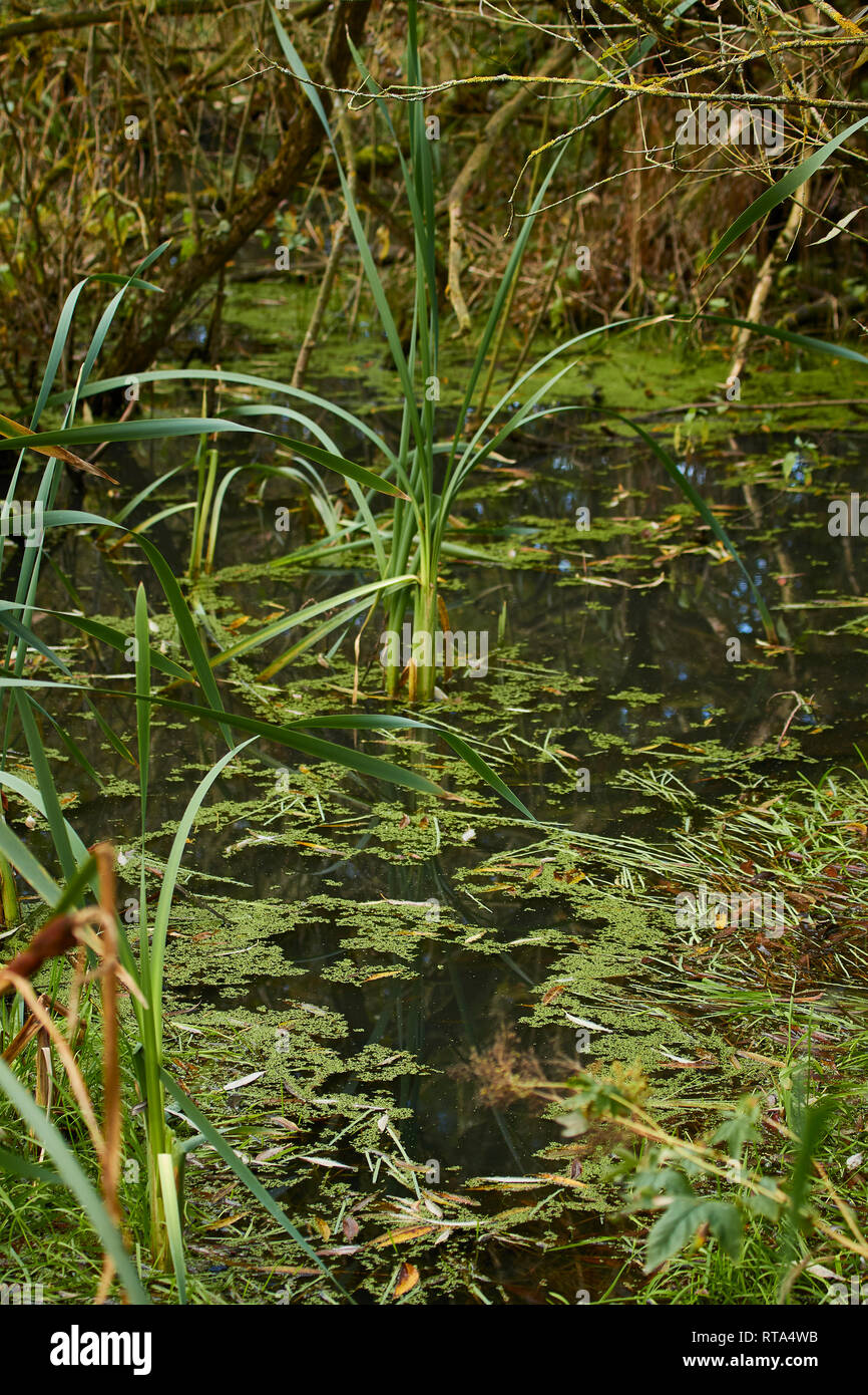 Vernal pond vegetation hi-res stock photography and images - Alamy