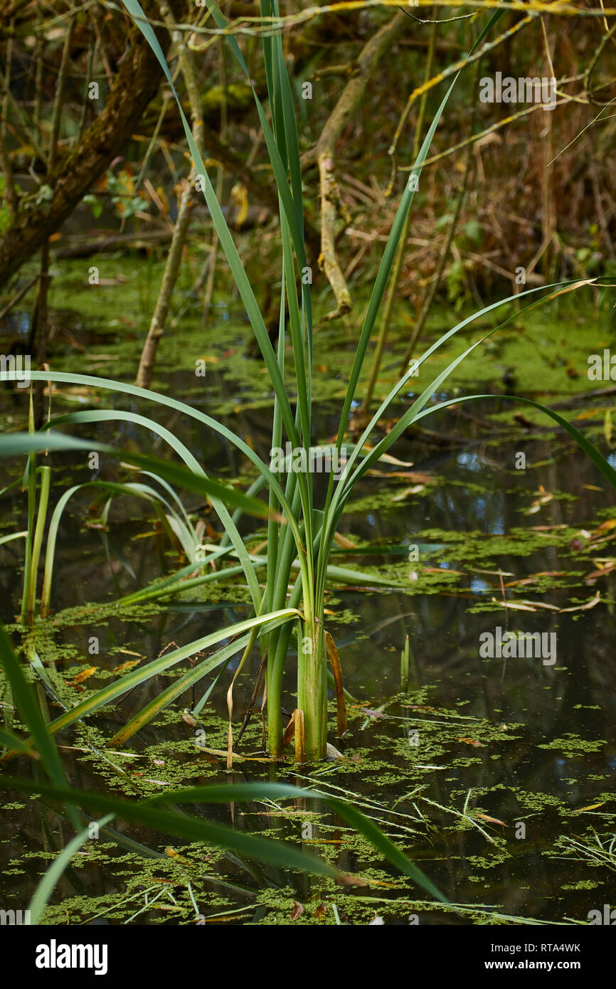 Reeds in a natural pond natural still life Stock Photo - Alamy