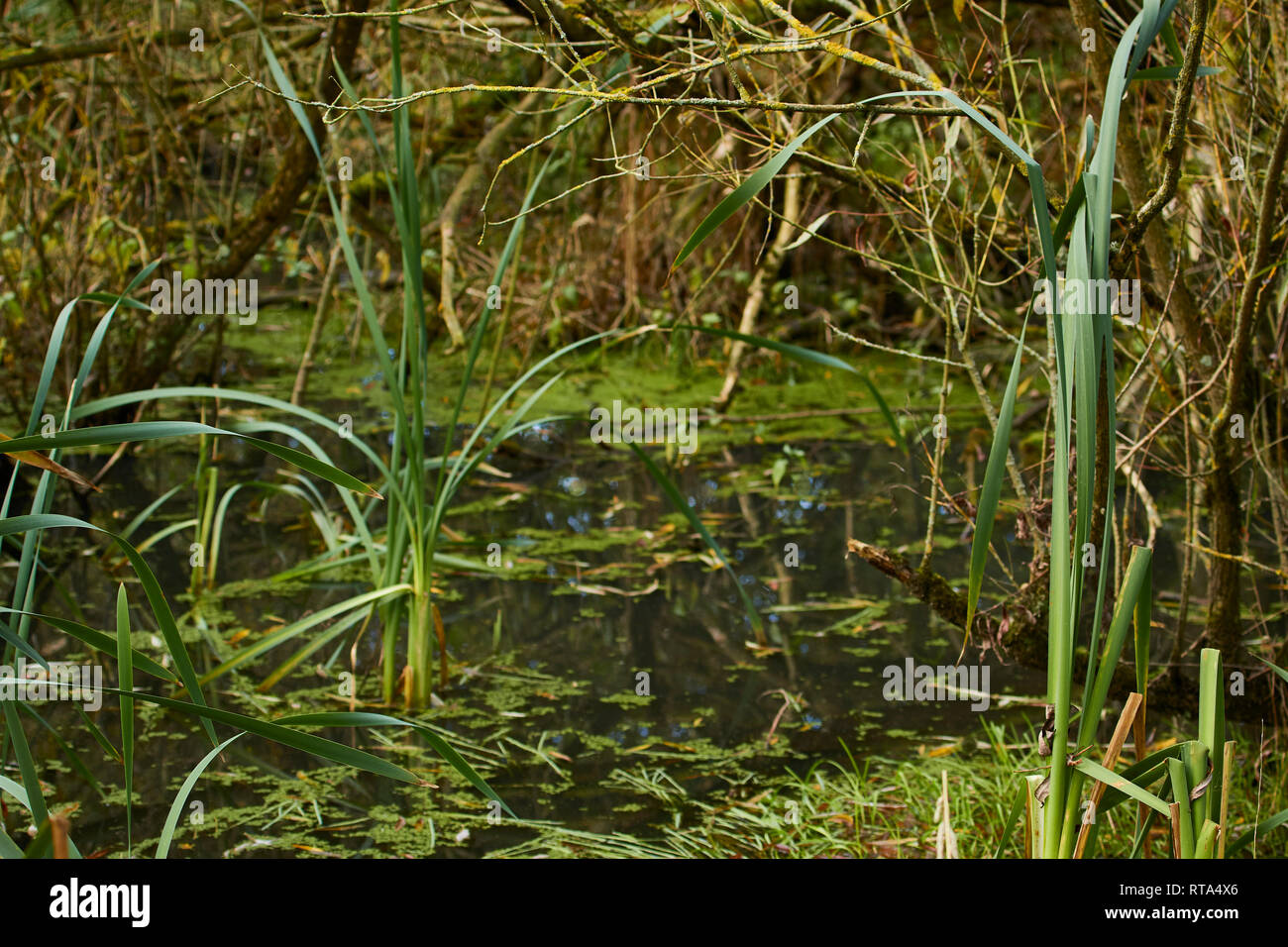 Grass like plants of wetlands hi-res stock photography and images - Alamy