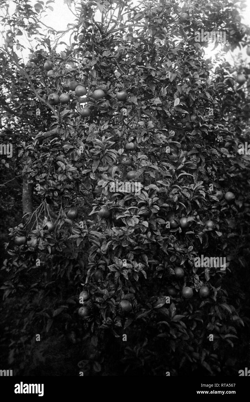 Europe, Italy, Calabria, Reggio Calabria, bergamot plant, 1920 Stock ...