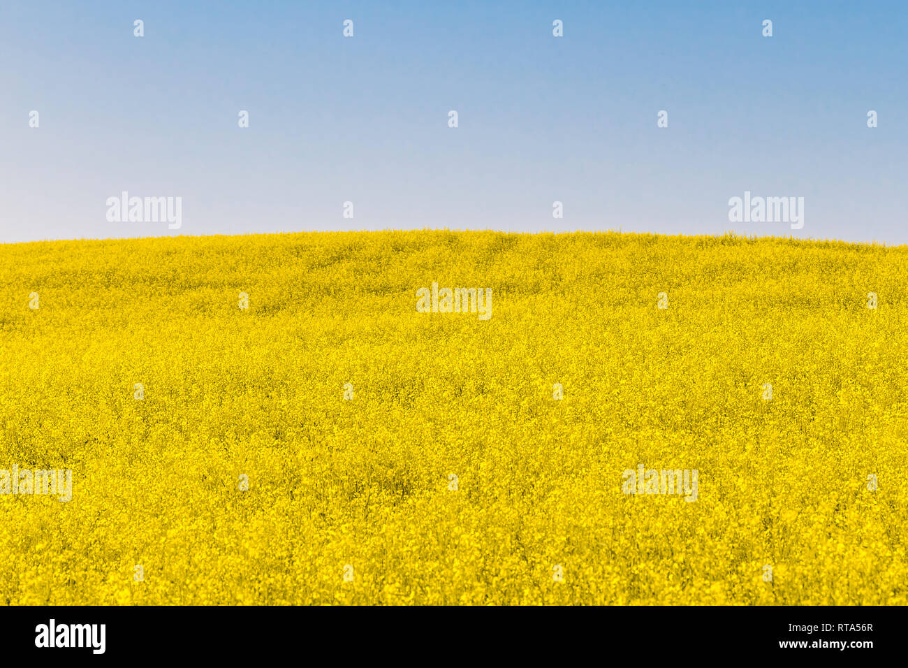 Mustard yellow and blue pattern hi-res stock photography and images - Alamy