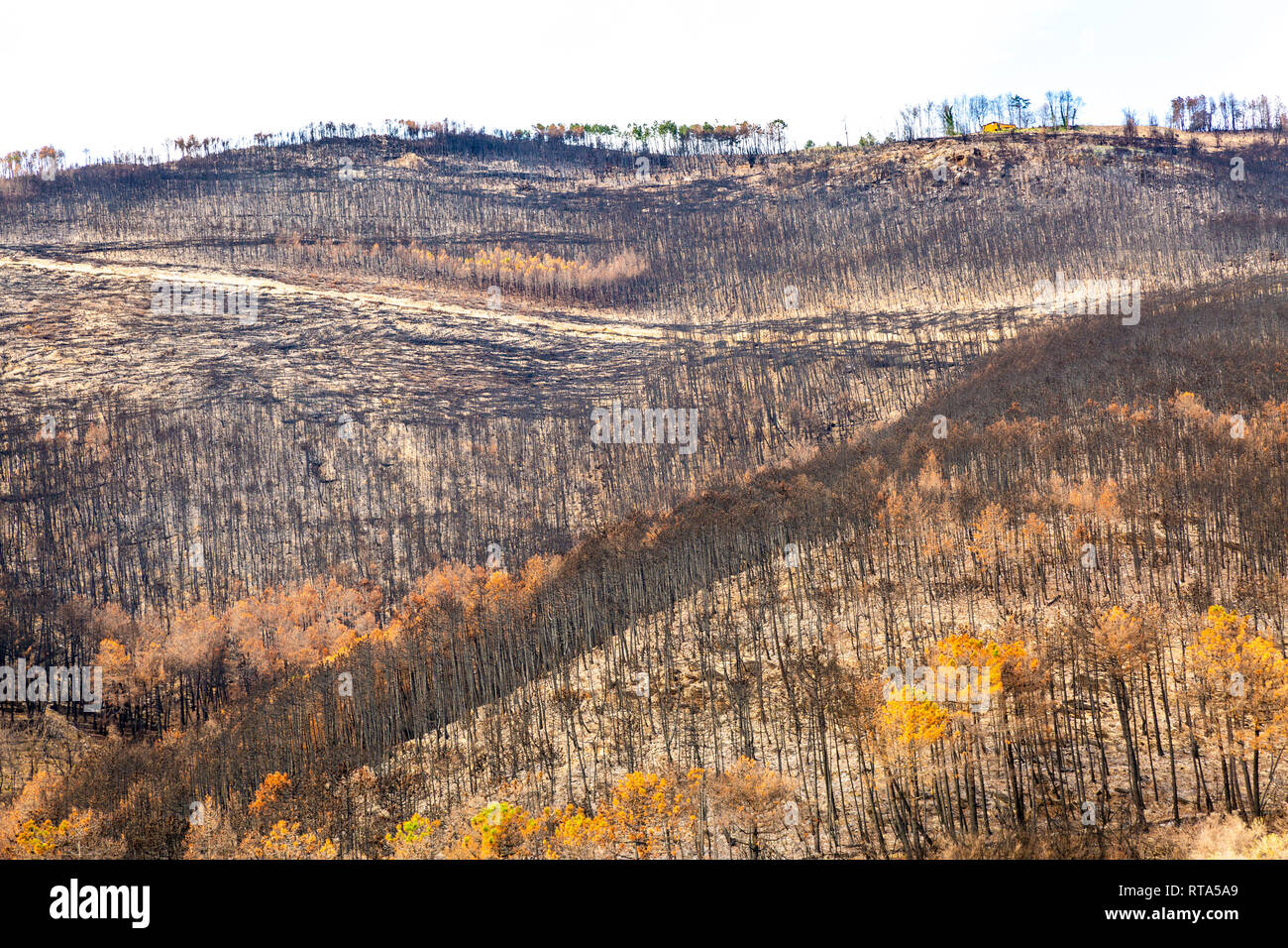 The Monte Serra in Tuscany devastated by a great fire caused by man ...