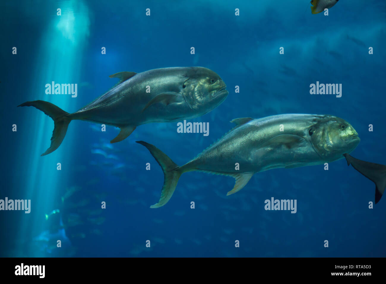 Black tailed trevally caranx hi-res stock photography and images - Alamy