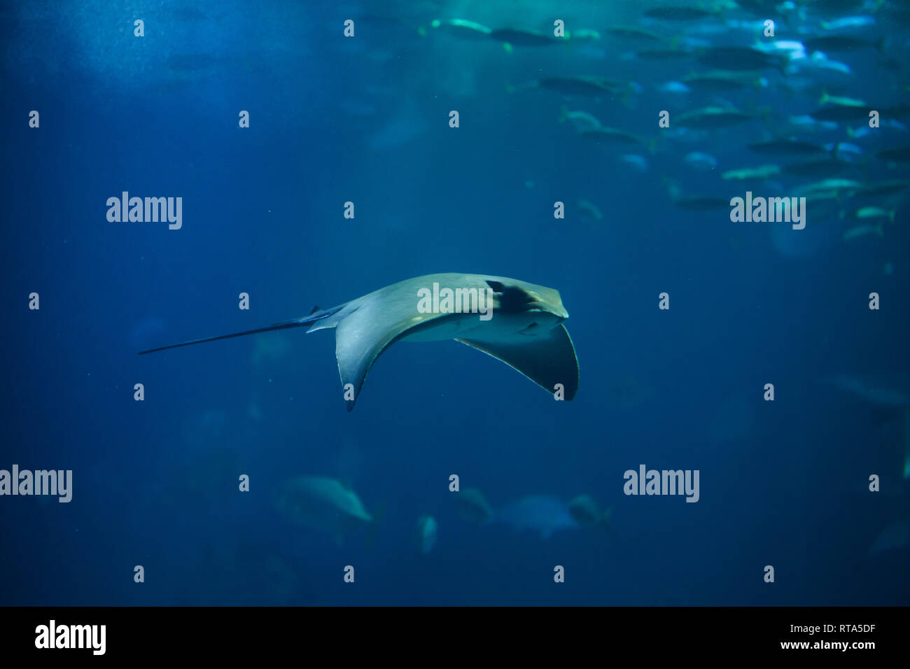 Common eagle ray (Myliobatis aquila) at the Lisbon Oceanarium ...