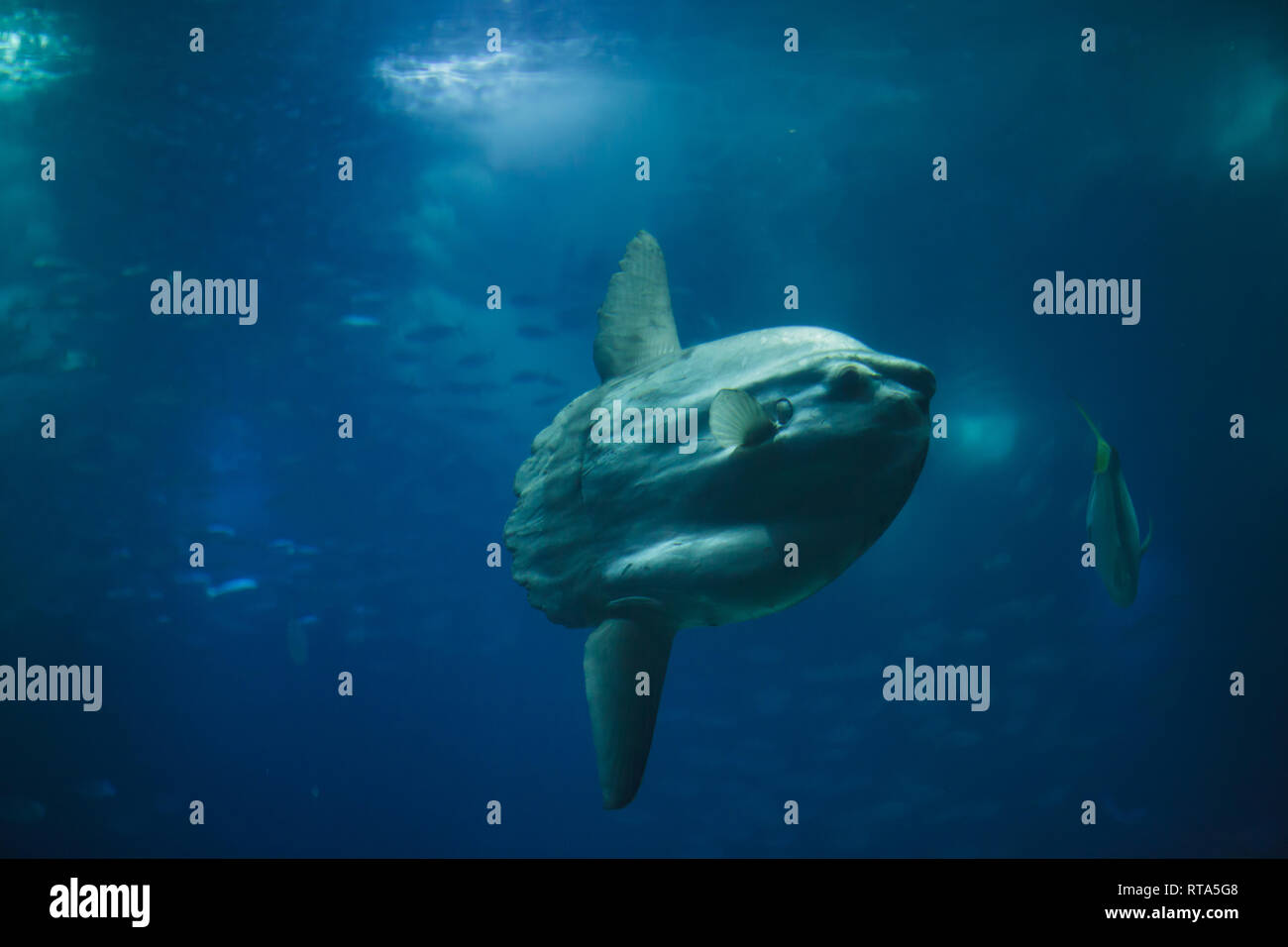 Ocean sunfish (Mola mola), also known as the common mola at the Lisbon ...