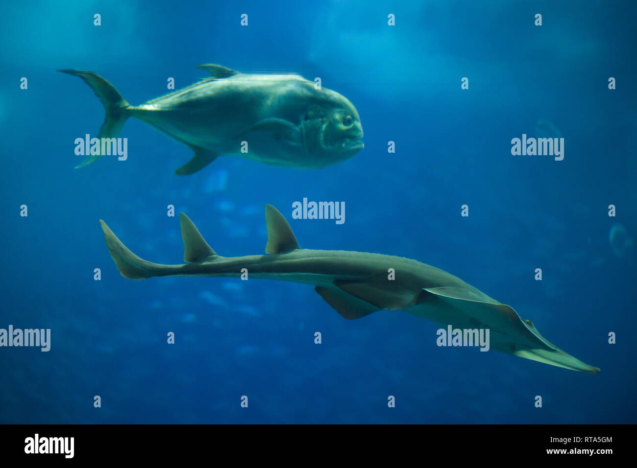 Whitespotted wedgefish hi-res stock photography and images - Alamy