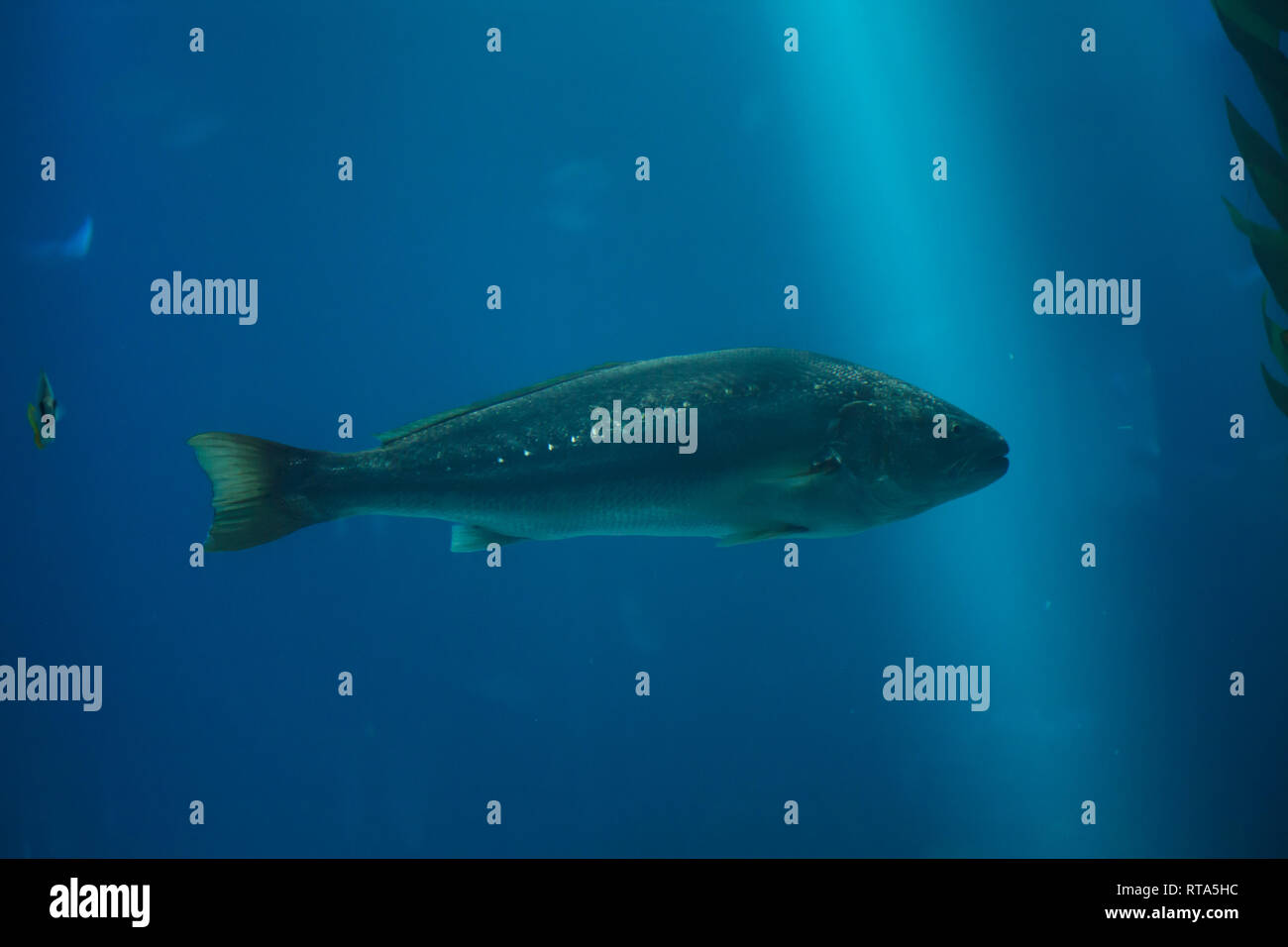 Meagre (Argyrosomus regius), also known the Atlantic shadefish Stock ...