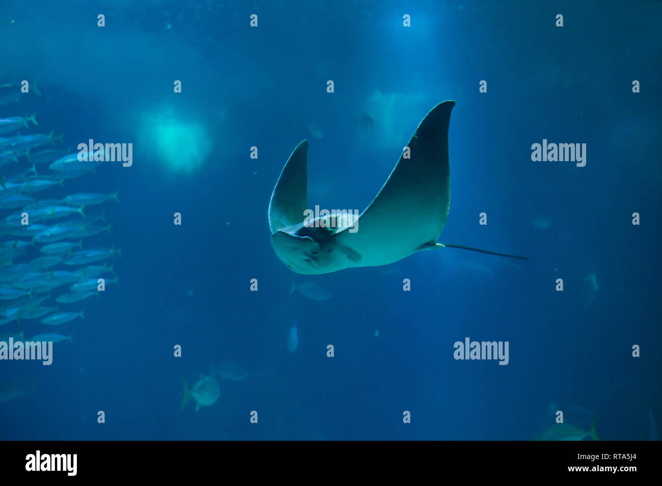 Myliobatis hi-res stock photography and images - Alamy