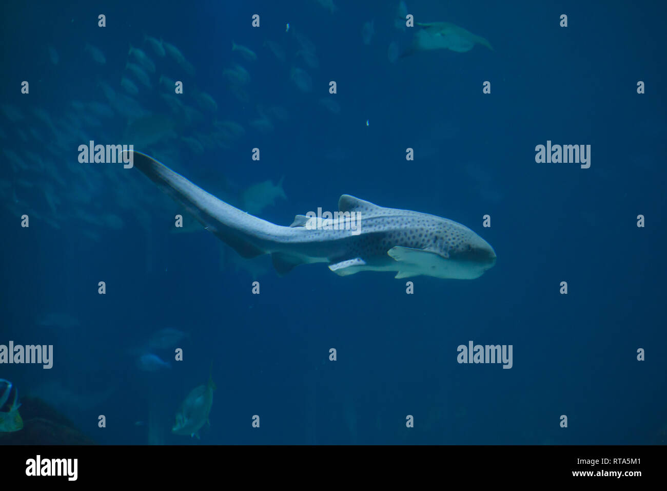 Zebra shark (Stegostoma fasciatum) at the Lisbon Oceanarium (Oceanário ...