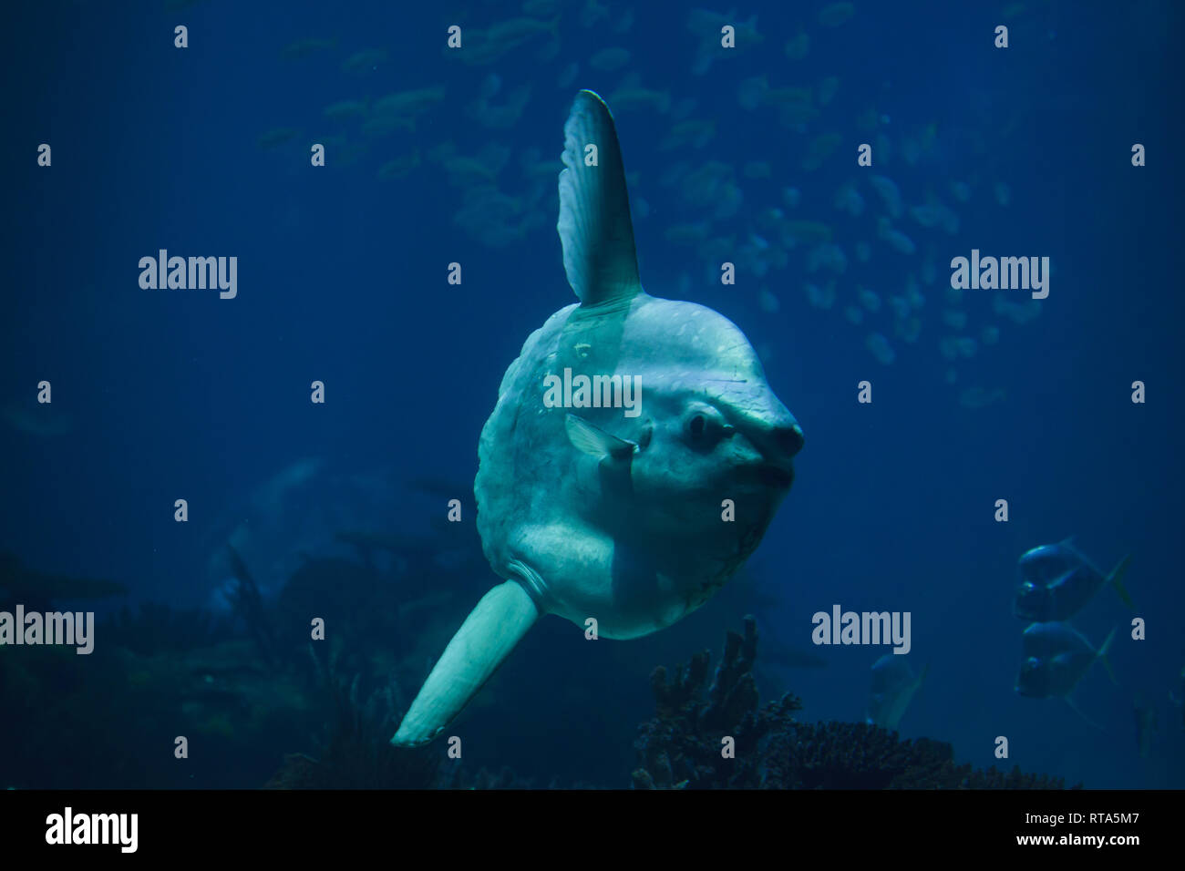 Ocean sunfish (Mola mola), also known as the common mola at the Lisbon ...