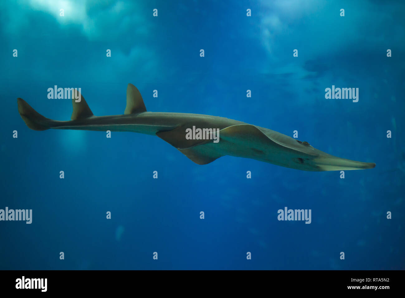 Giant guitarfish (Rhynchobatus djiddensis), also known as the ...