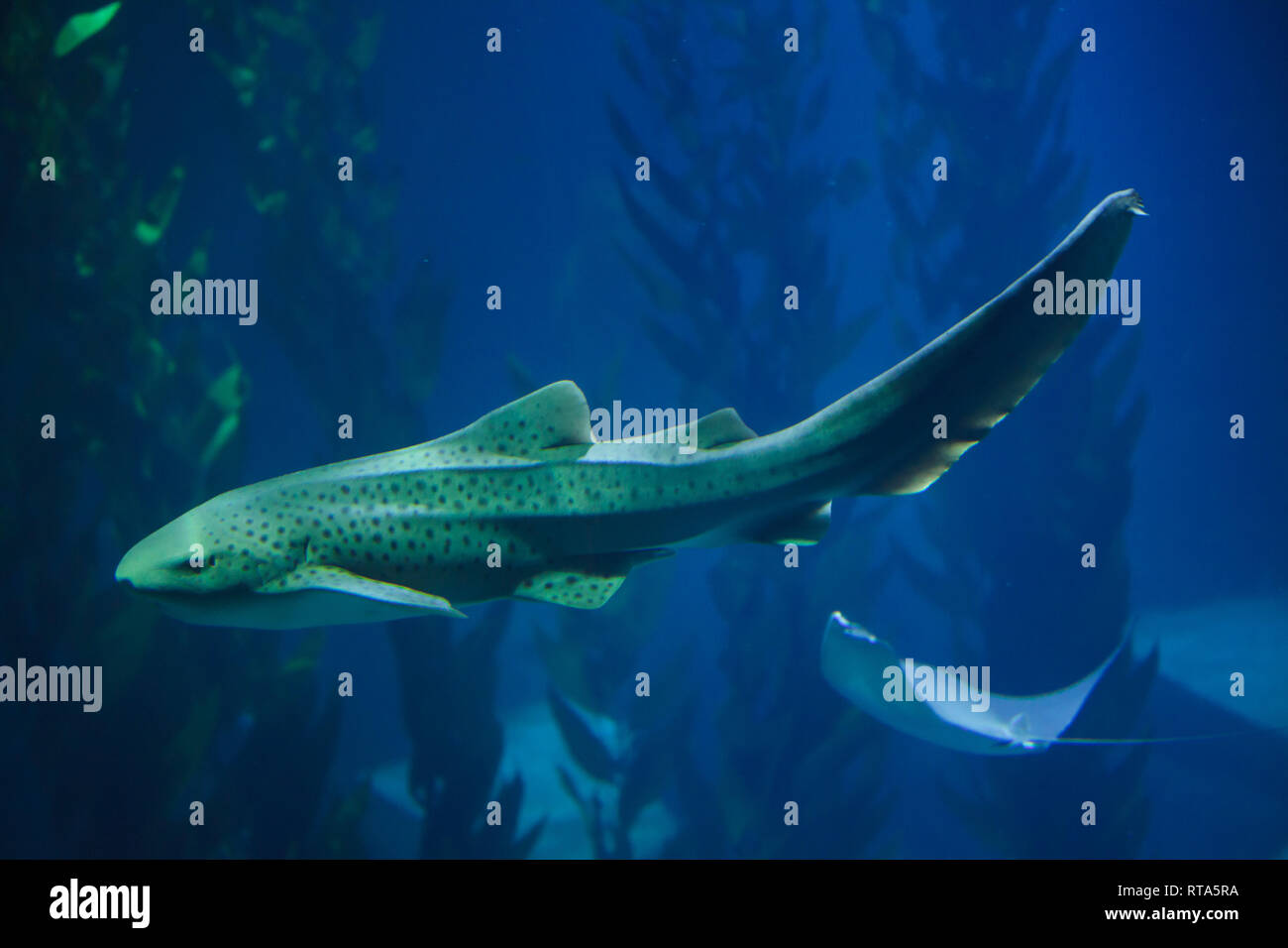 Zebra shark (Stegostoma fasciatum) at the Lisbon Oceanarium (Oceanário ...