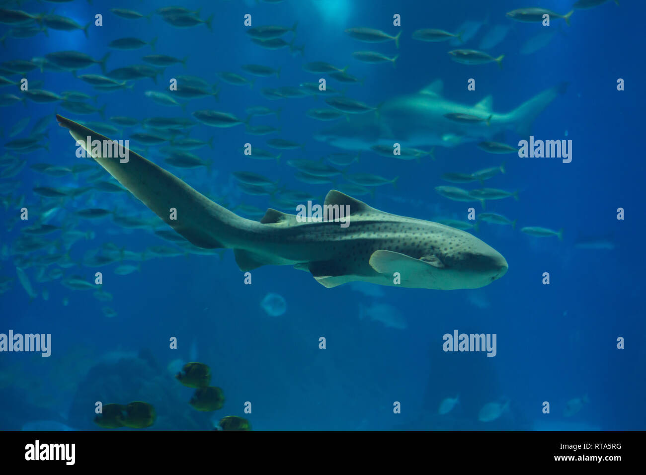 Zebra shark (Stegostoma fasciatum) at the Lisbon Oceanarium (Oceanário ...