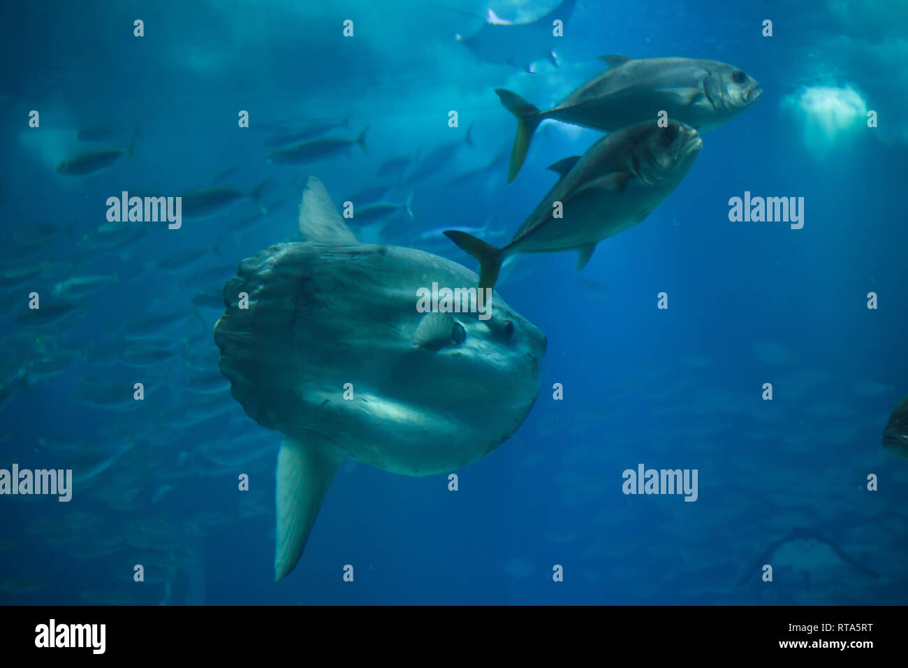 Ocean sunfish (Mola mola), also known as the common mola at the Lisbon ...