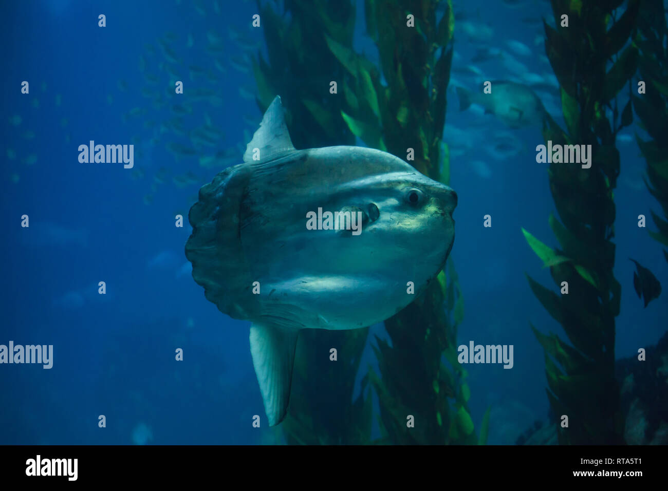 Ocean sunfish (Mola mola), also known as the common mola at the Lisbon ...