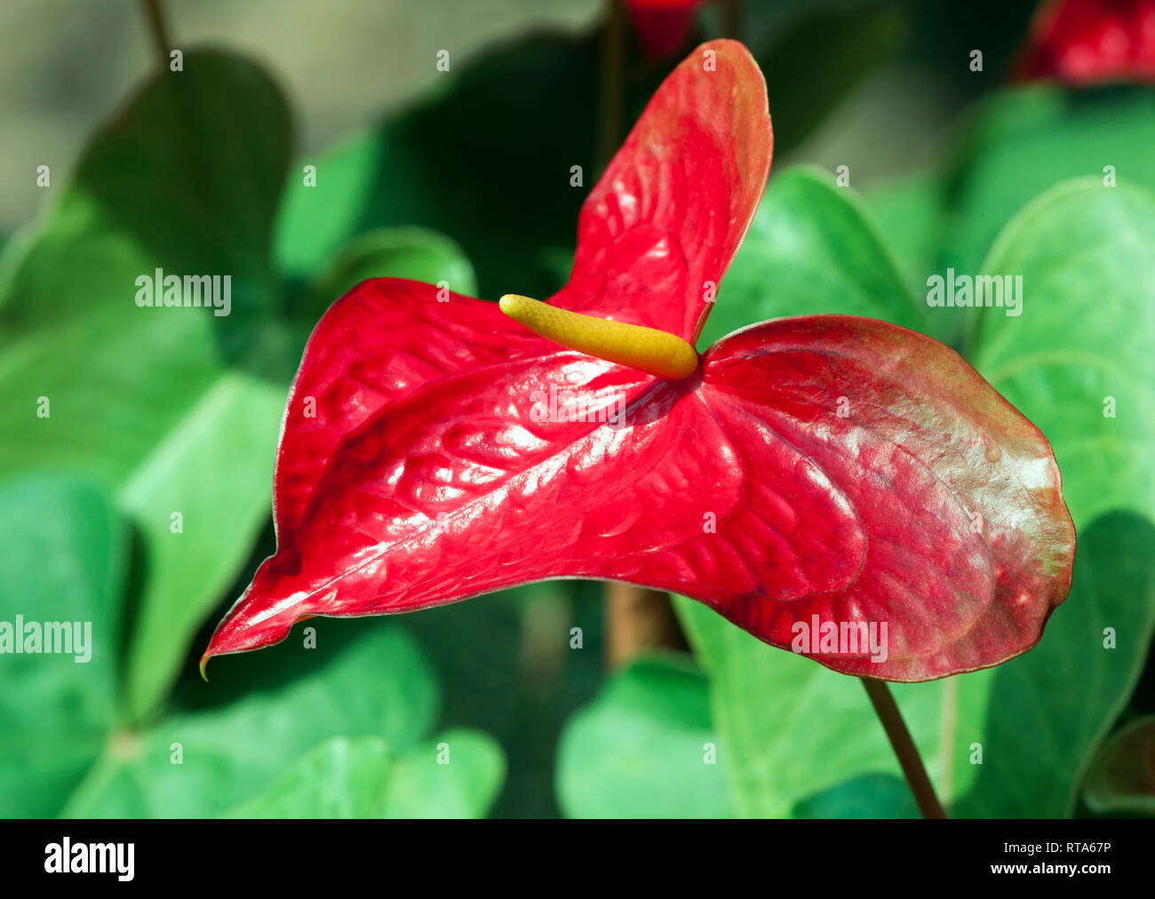 Close up red anthurium hi-res stock photography and images - Alamy