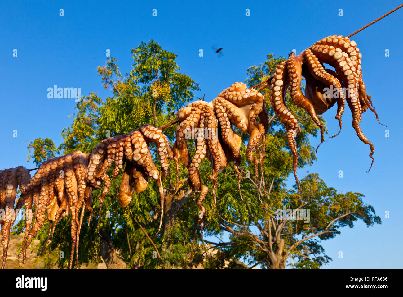 Octopus sun drying, Plimmyri Harbour. East Coast, Rhodes Island, The ...